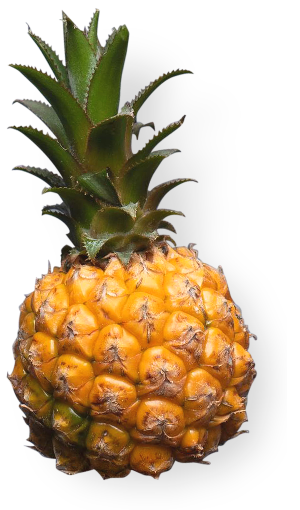 tf-fruit-01 - Tendance Fruit